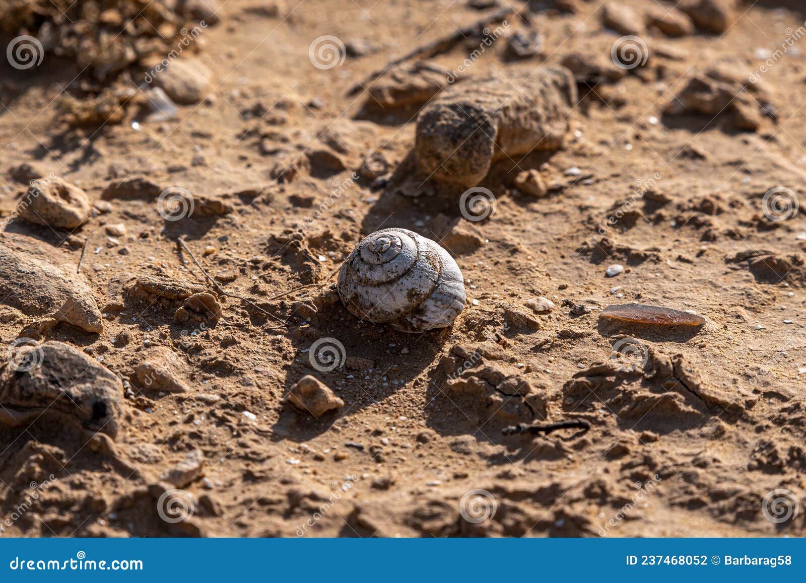 Empty Snail Shell on the Sand in the Negev Desert in Israel Stock Photo ...