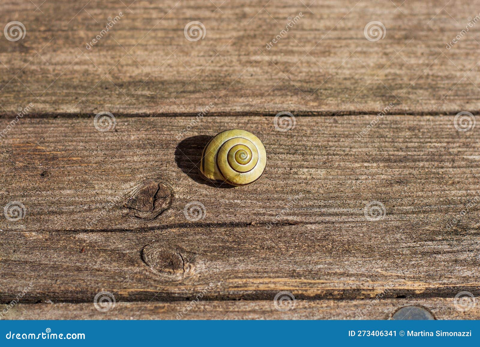 Small Empty Snail Shell with Spiral House Stock Image - Image of wooden ...