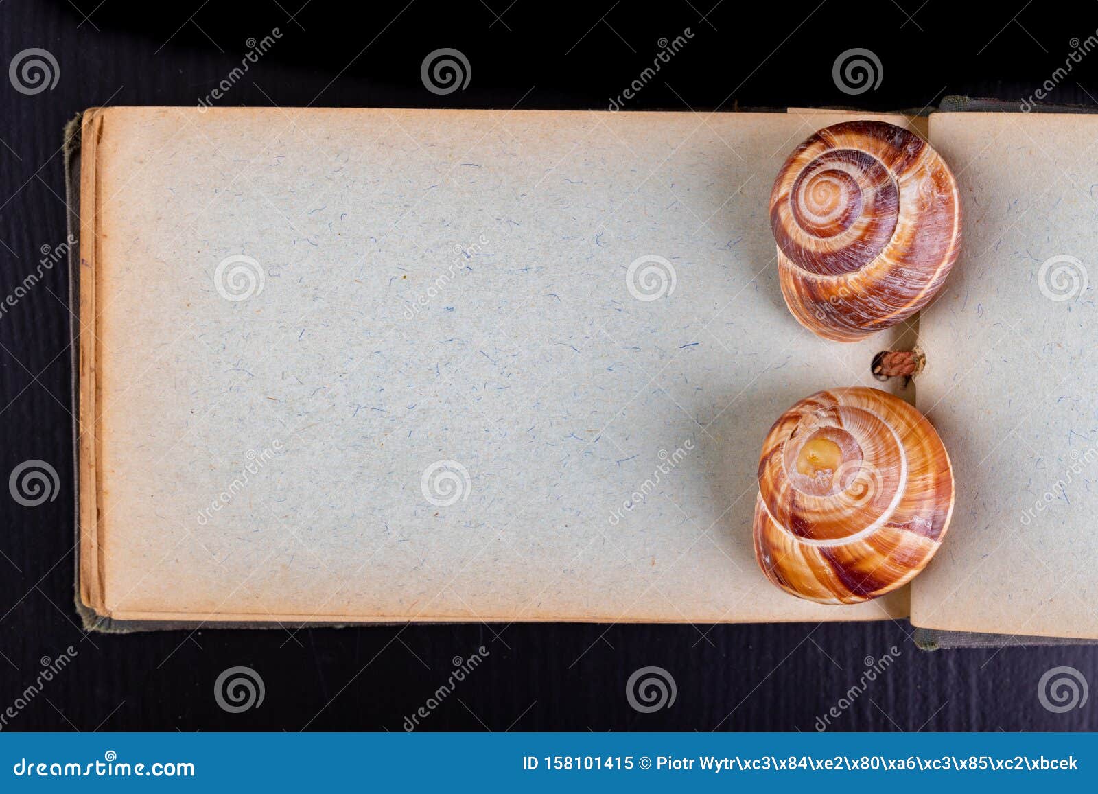 Empty Snail Shells on a Blank Diary Book Page. Shells of Mollusks on an ...