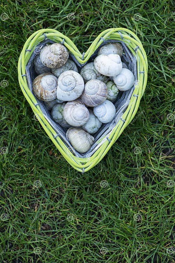 Empty Snail Shells in a Heart-shaped Basket Stock Image - Image of view ...