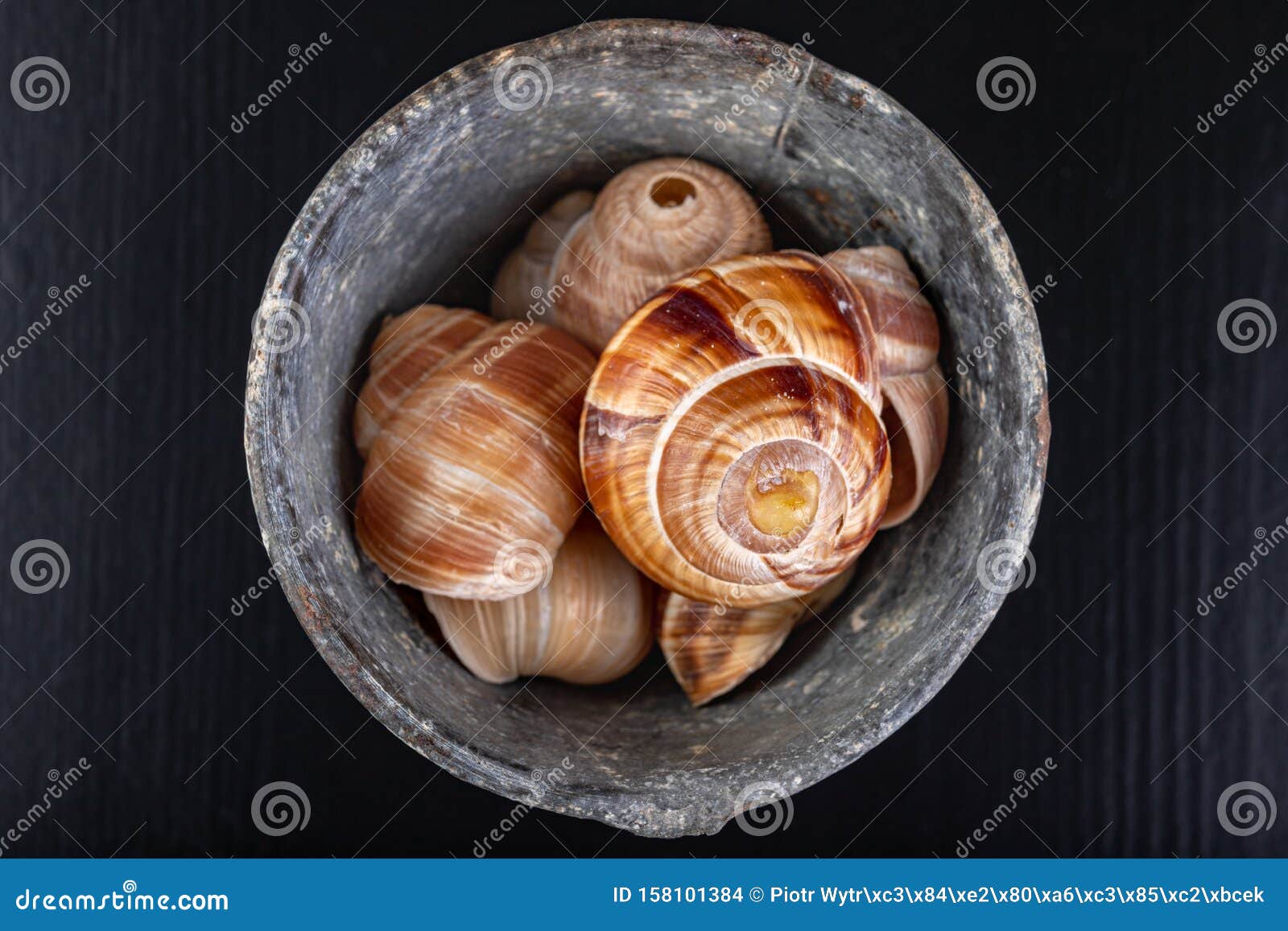 Empty Snail Shells in a Metal Container. Colorful Shells on a Dark ...