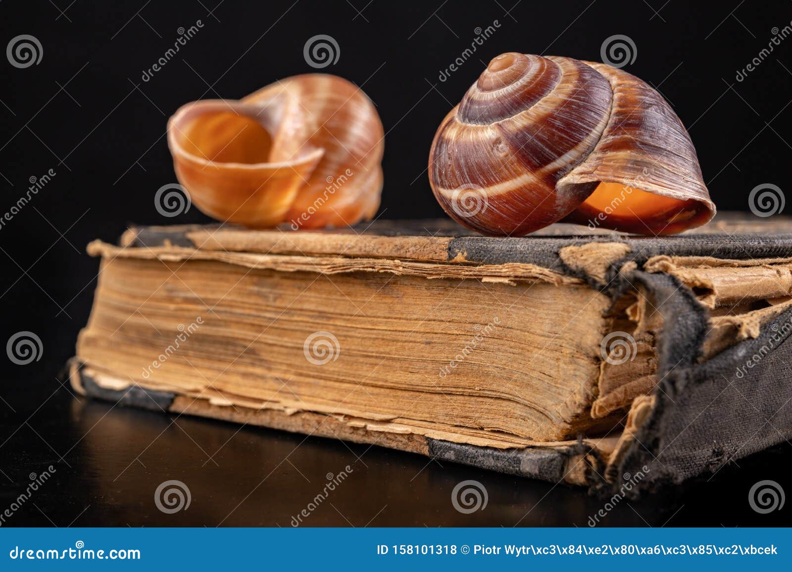 Empty Snail Shells on an Old Book. Mollusk Shell on the Cover of the ...