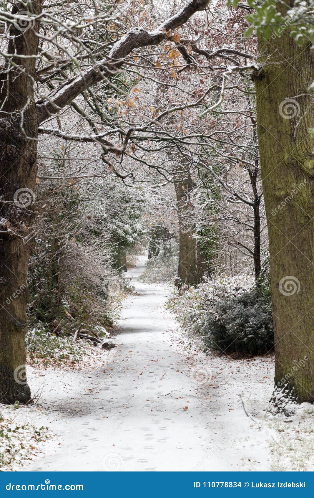Snow Covered Path in a Park Stock Photo - Image of frost, view: 110778834