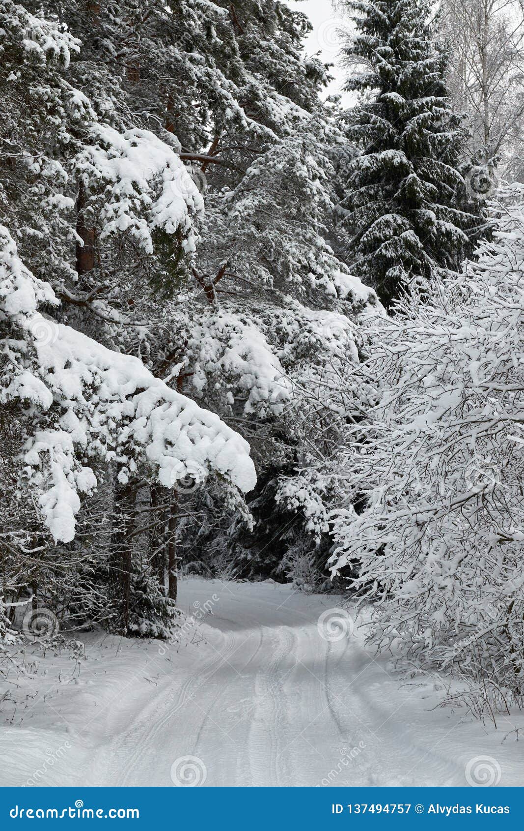Empty snow covered road stock image. Image of christmas - 137494757