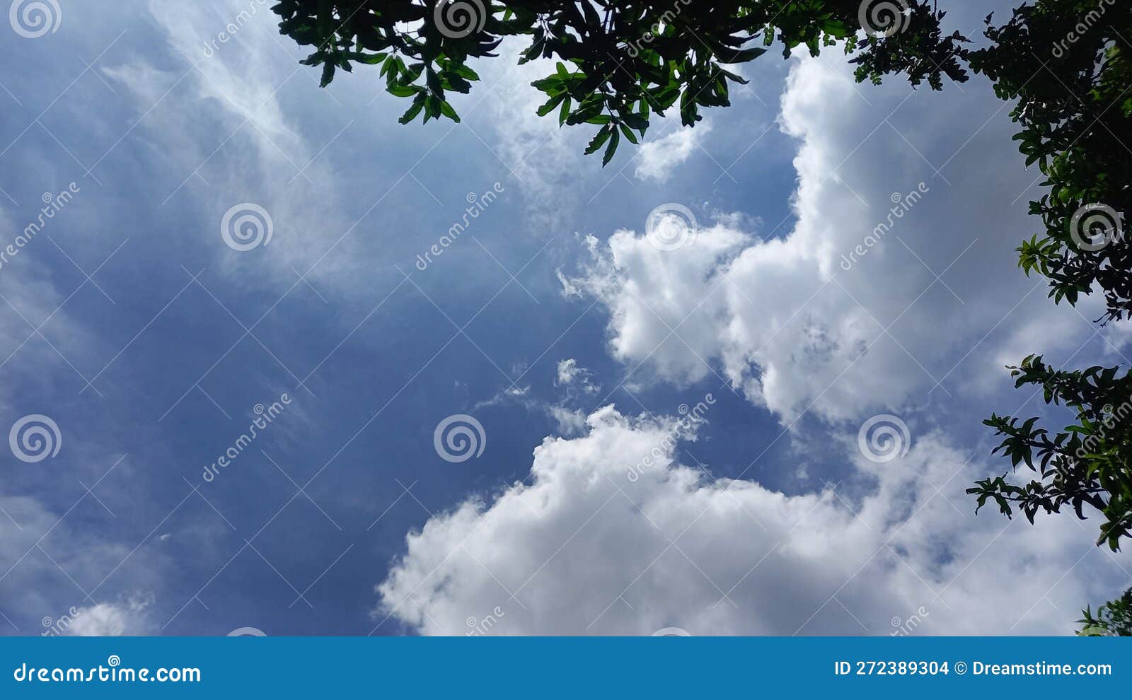 Empty space between leaves stock photo. Image of backgrounds - 272389304