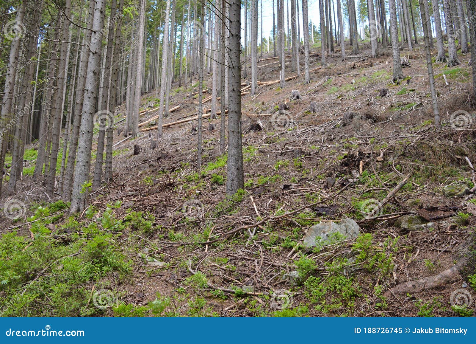 Dead Forest and Huge Deforestation Stock Image - Image of damage, czech ...