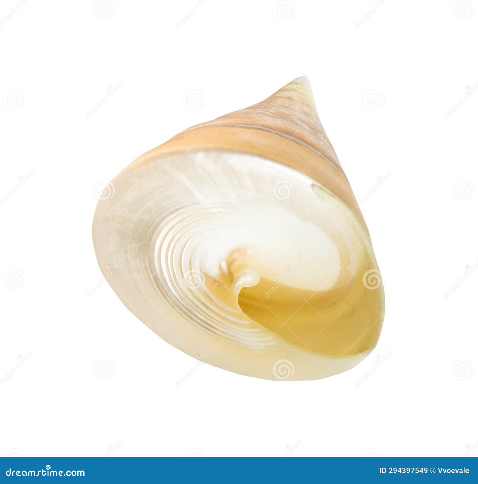 Empty Spiral Shell of Sea Snail Isolated on White Stock Image - Image ...
