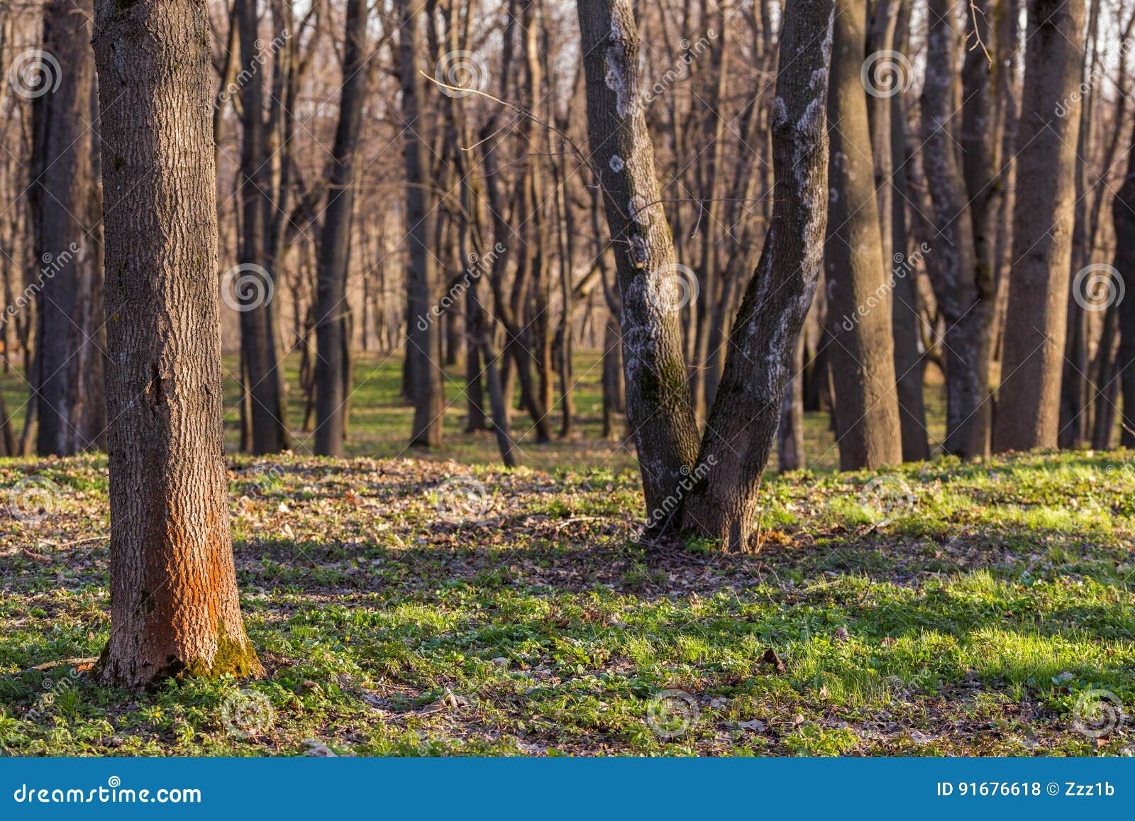 Empty Spring Forest Background Stock Photo - Image of rural, scenery ...