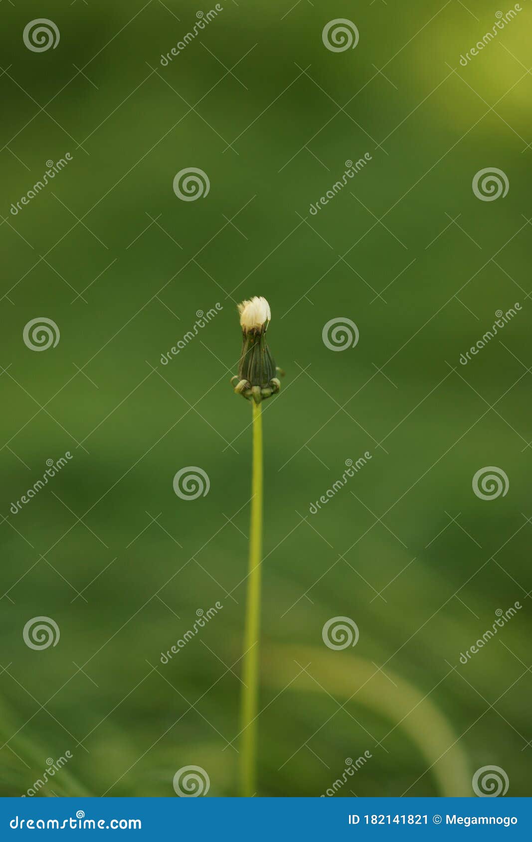 Empty Stem of an Round Fluffy Dandelion Flower in Spring Garden, Side ...