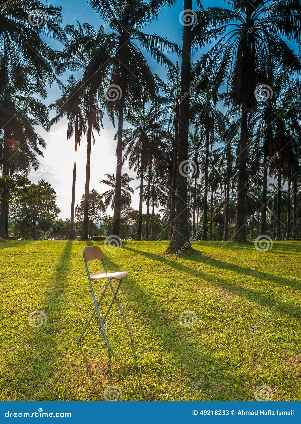 Empty Stool in the Middle of Palm Trees Stock Image - Image of abstract ...