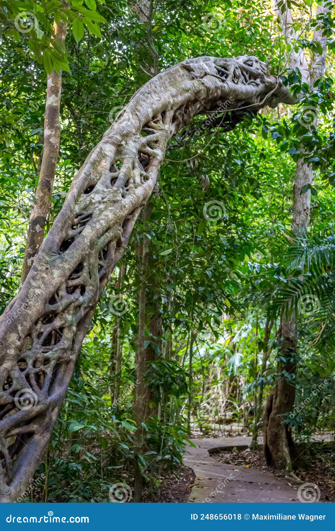 â€œEmptyâ€ Strangler Fig Tree from Which the Tree Has Died and Rotted ...