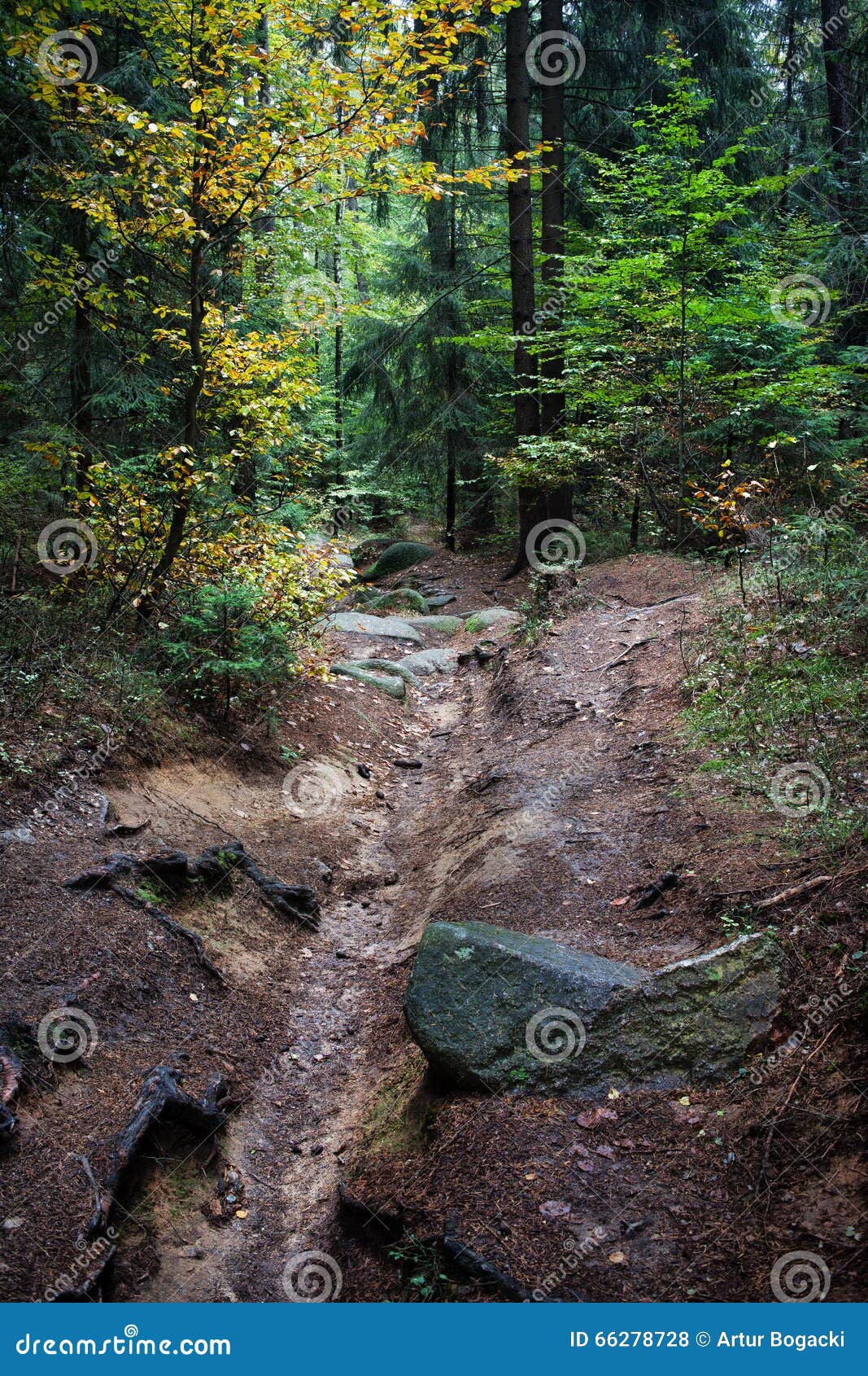 Empty Stream Channel in the Forest Stock Photo - Image of slope, fall ...