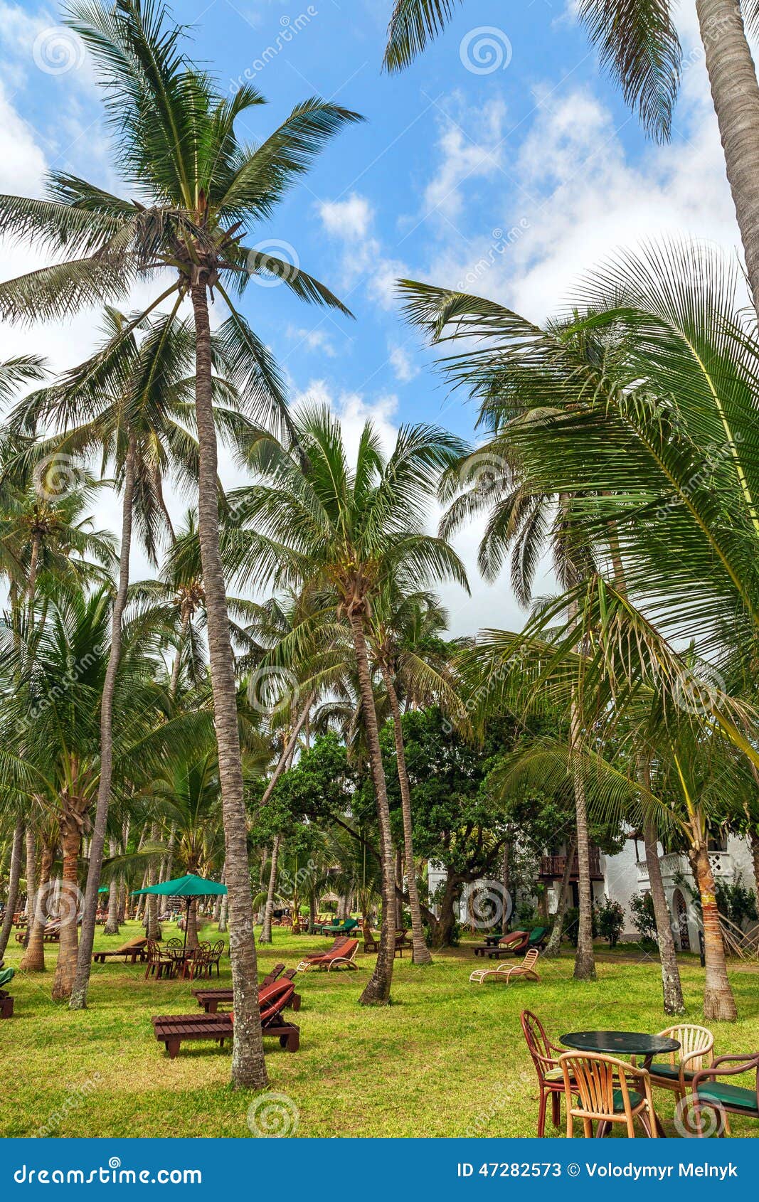Empty Sunbeds on the Green Grass among Palm Trees Stock Image - Image ...