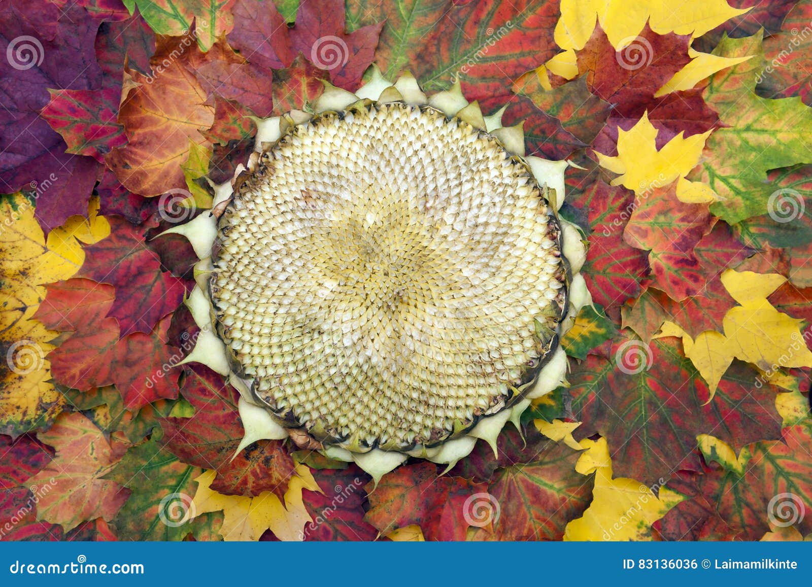 Empty Sunflower Head on the Autumn Leaves. Stock Photo - Image of fall ...