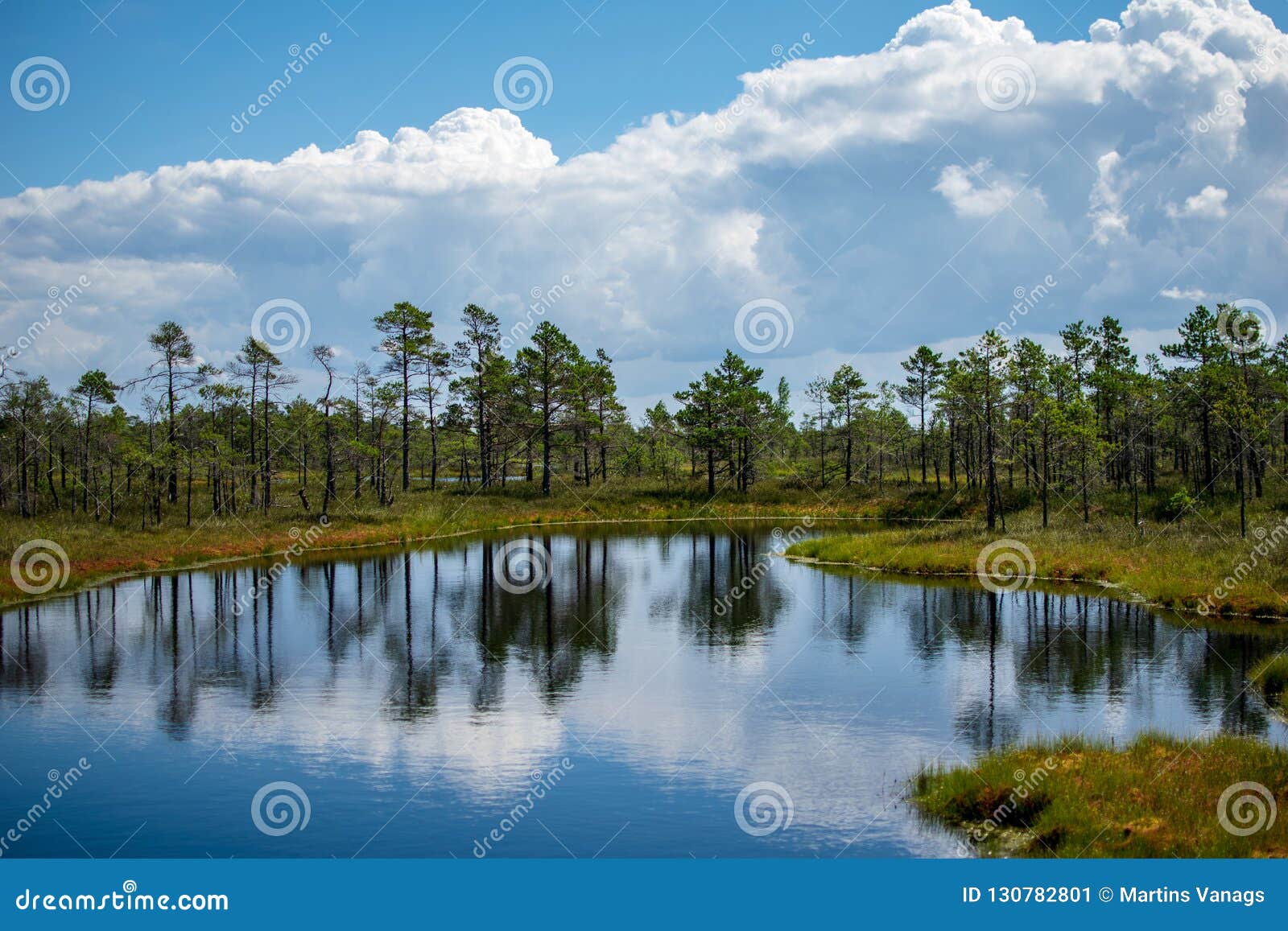 Empty Swamp Landscape with Water Ponds and Small Pine Trees Stock Image ...