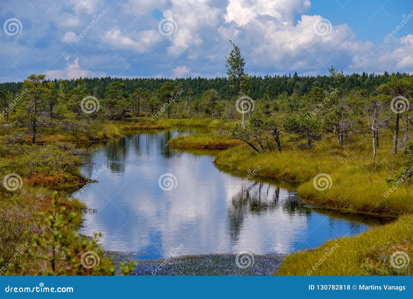 Empty Swamp Landscape with Water Ponds and Small Pine Trees Stock Photo ...