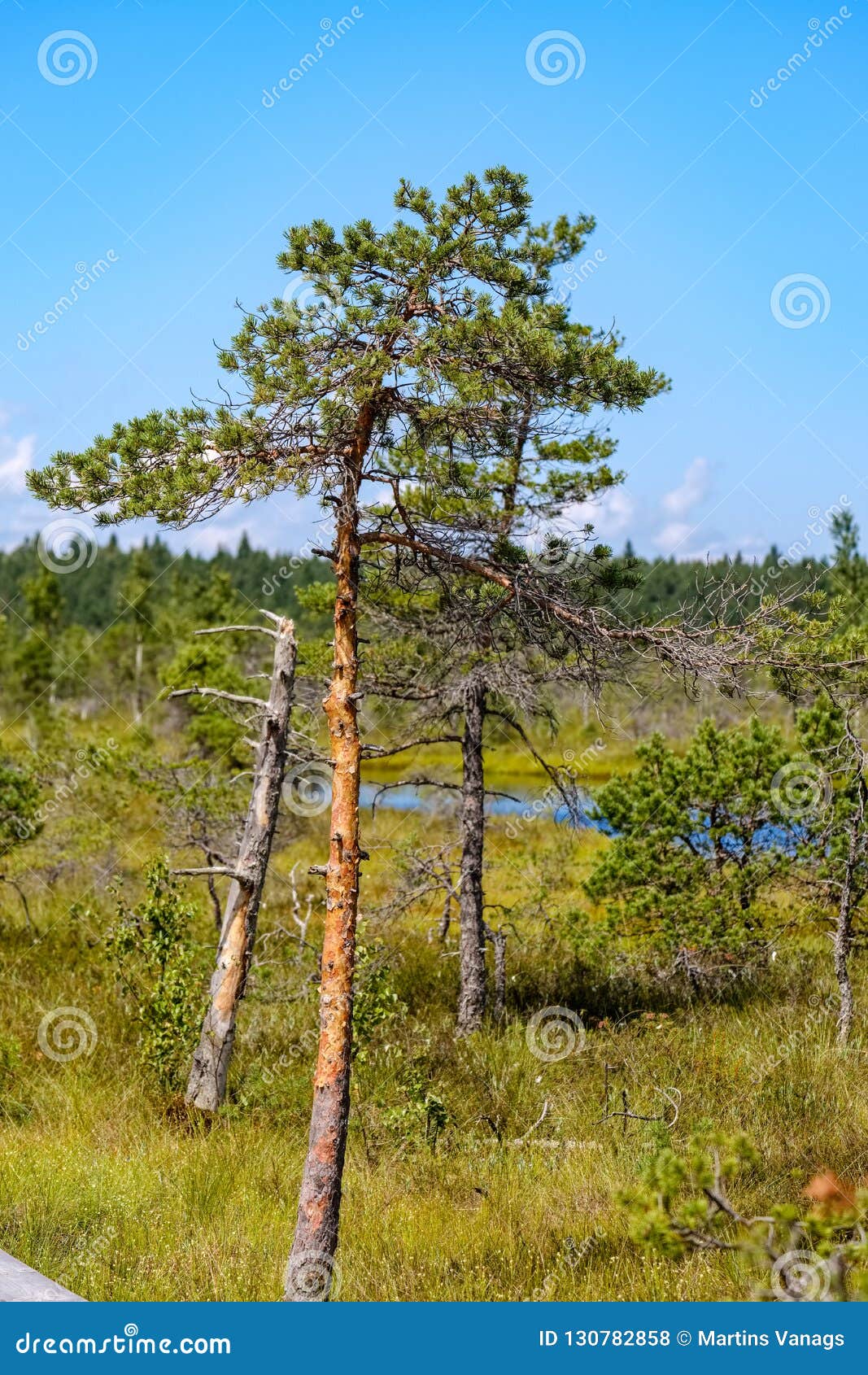 Empty Swamp Landscape with Water Ponds and Small Pine Trees Stock Photo ...