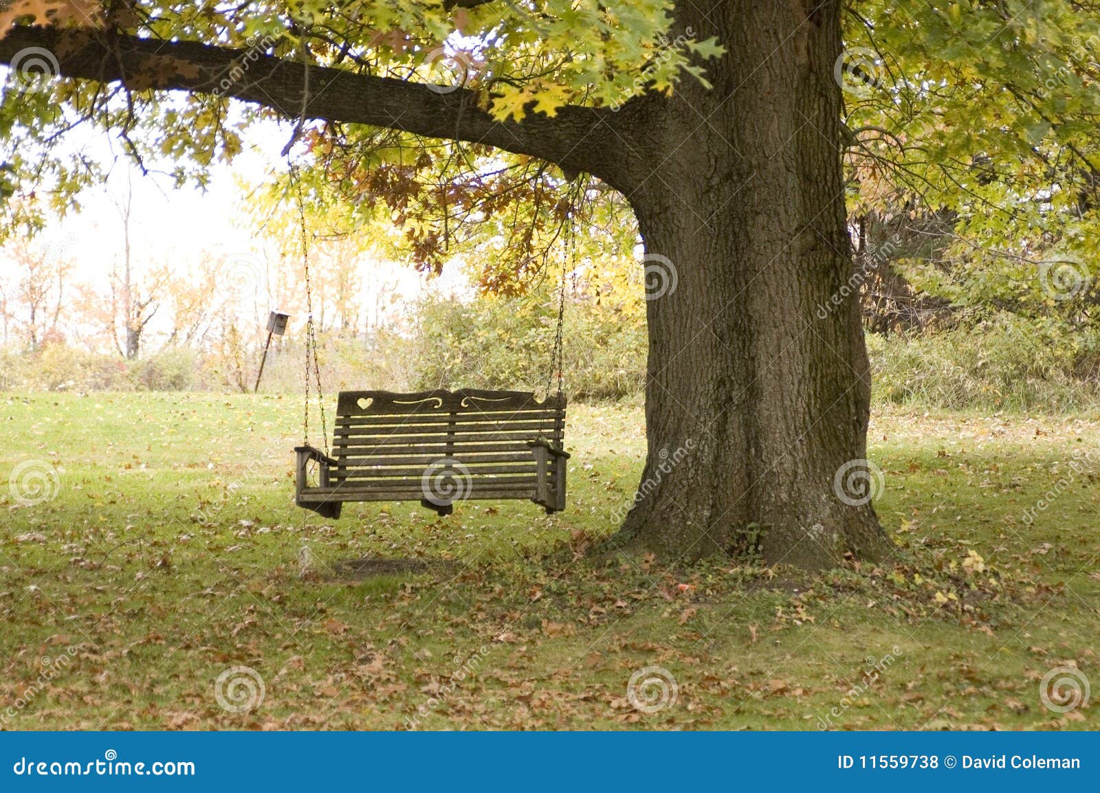 Empty Swing stock photo. Image of empty, leaves, fall - 11559738