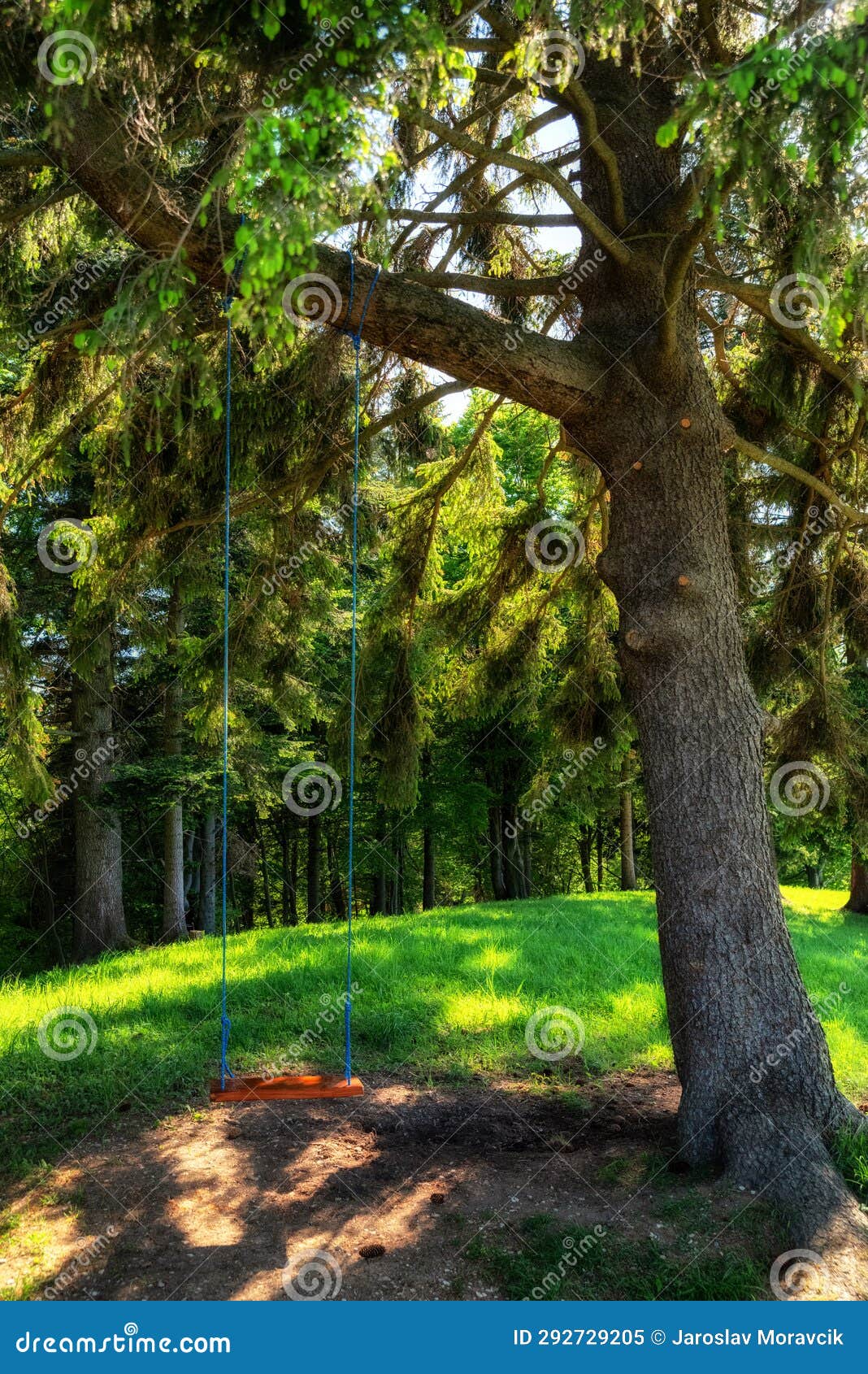 Empty Swing on the Tree in Summer Forest Stock Image - Image of summer ...