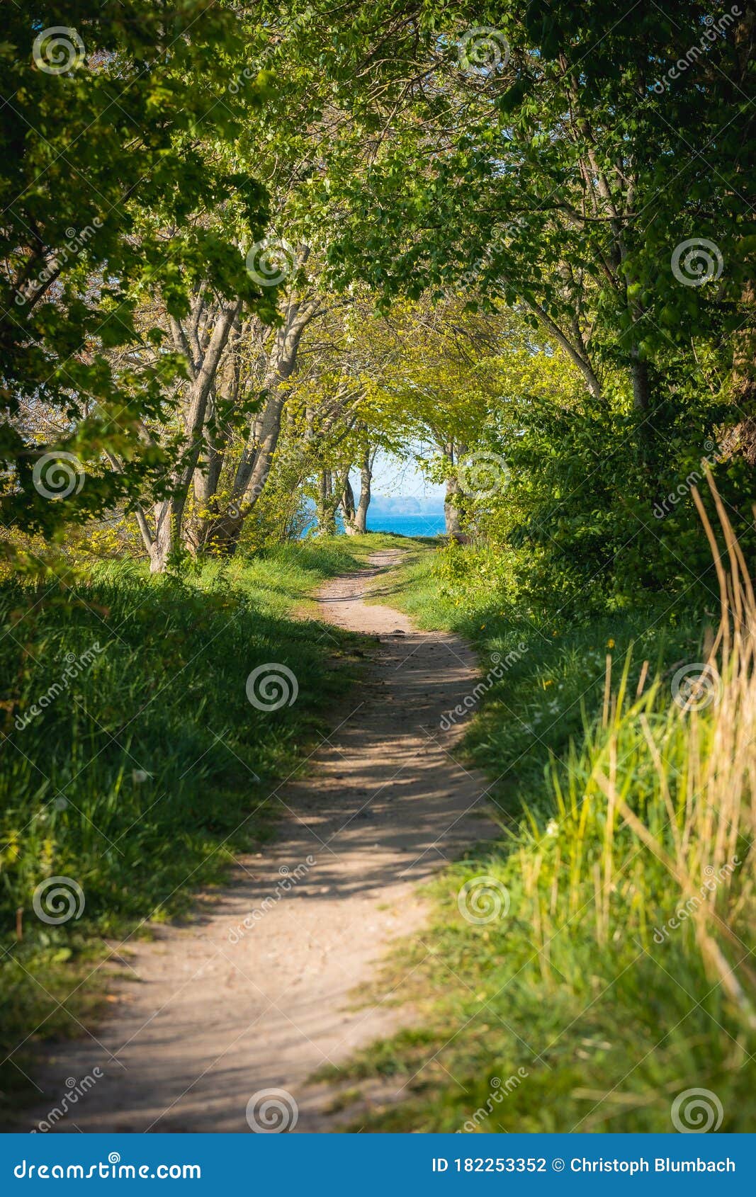 Empty Trail through the Woods Which Leads To the Water Stock Photo ...
