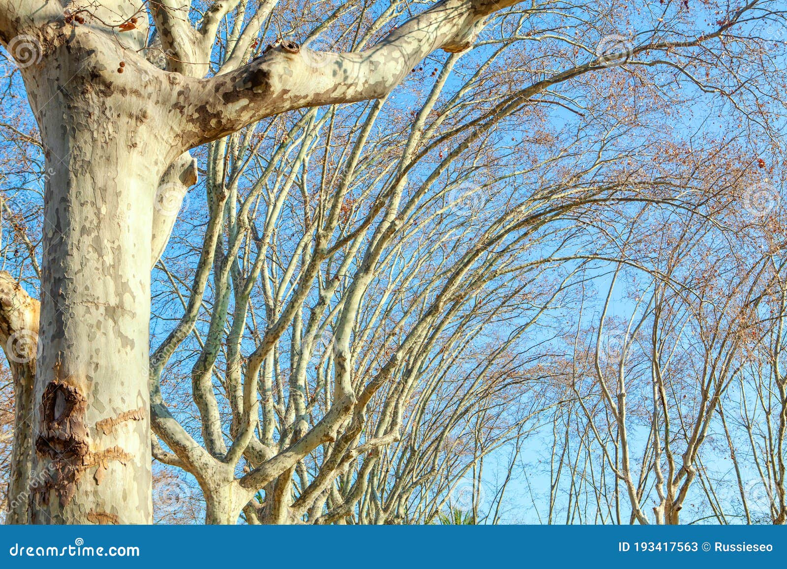 Empty tree branches stock image. Image of autumn, ecology - 193417563