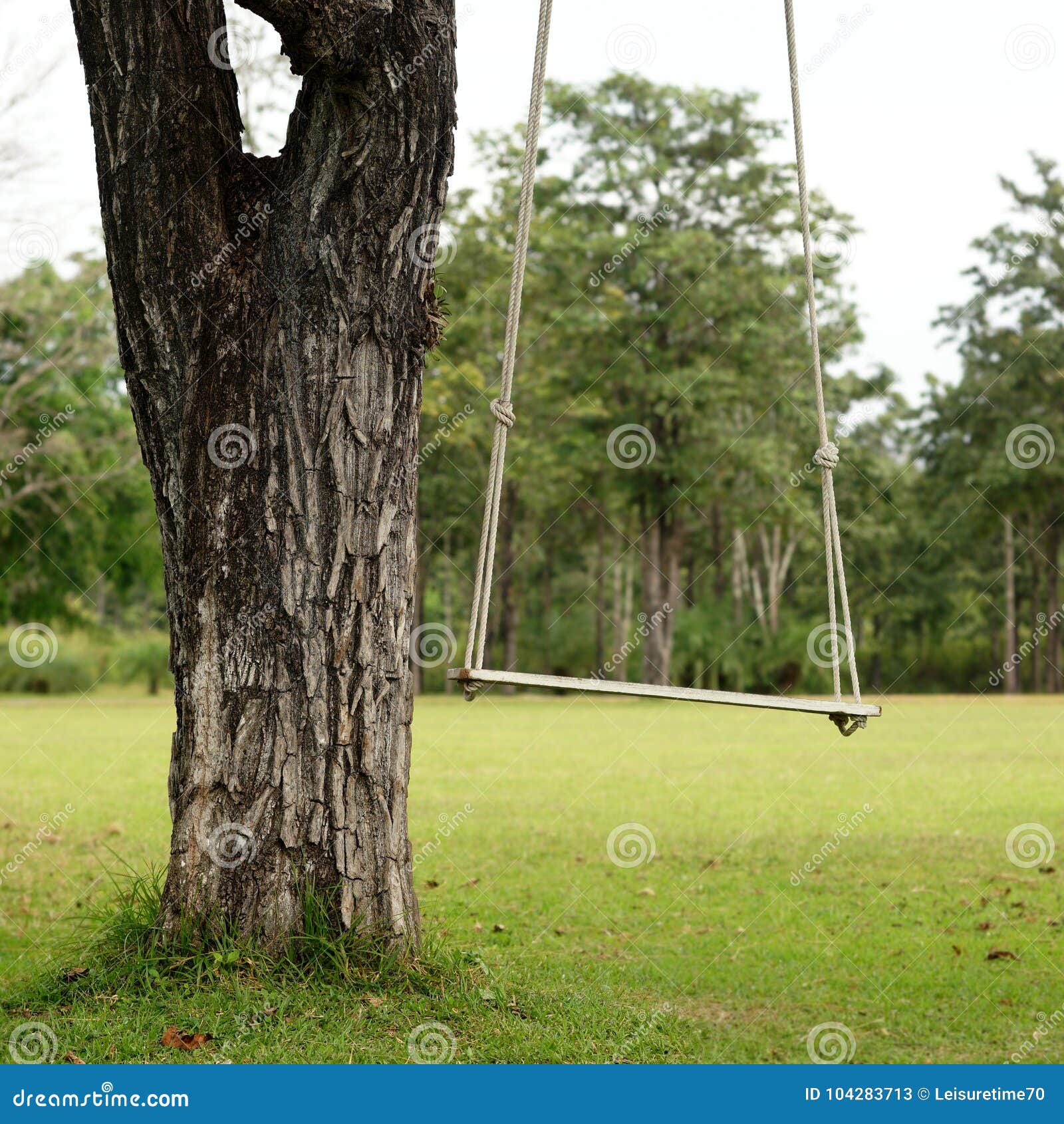Empty tree swing stock image. Image of park, childhood - 104283713