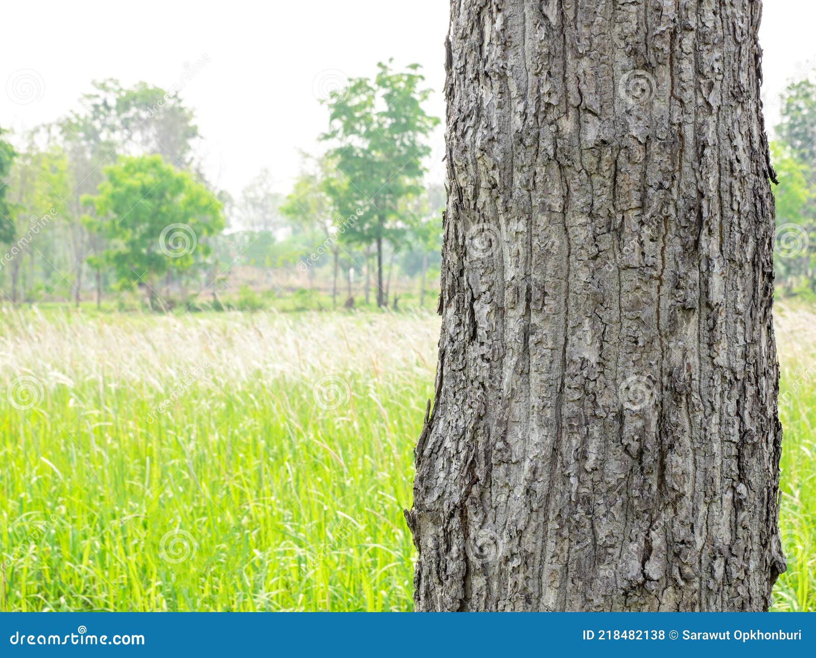 Empty Tree Trunk for Display Montags Forest and Foliage in Summer Stock ...