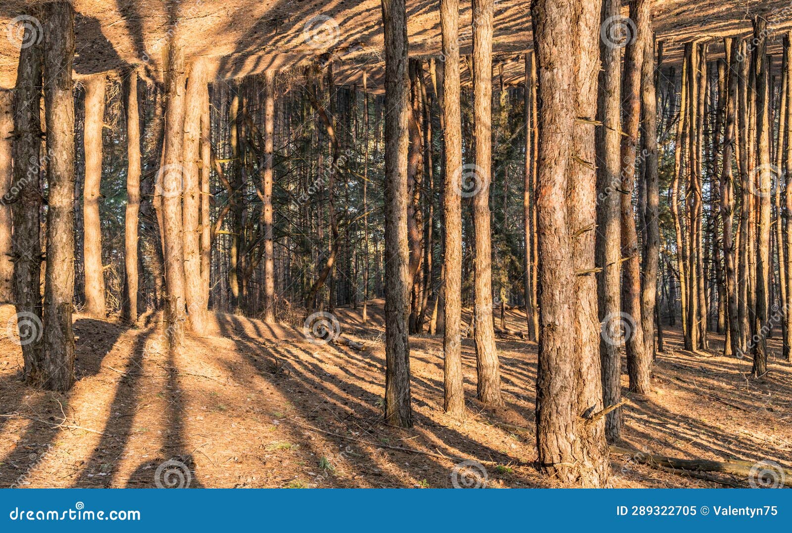 Empty Tree Trunks Grow from the Ground into the Ground. Futuristic ...