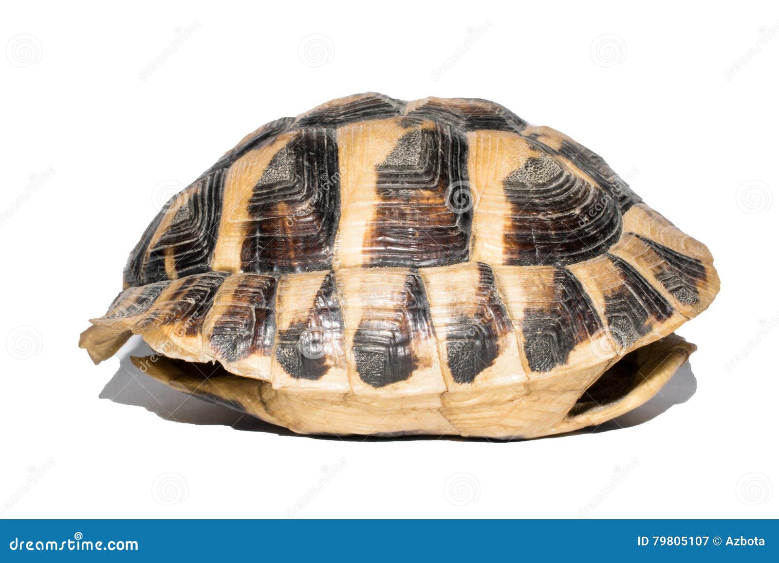 Empty turtle shell stock image. Image of tortoise, animal - 79805107