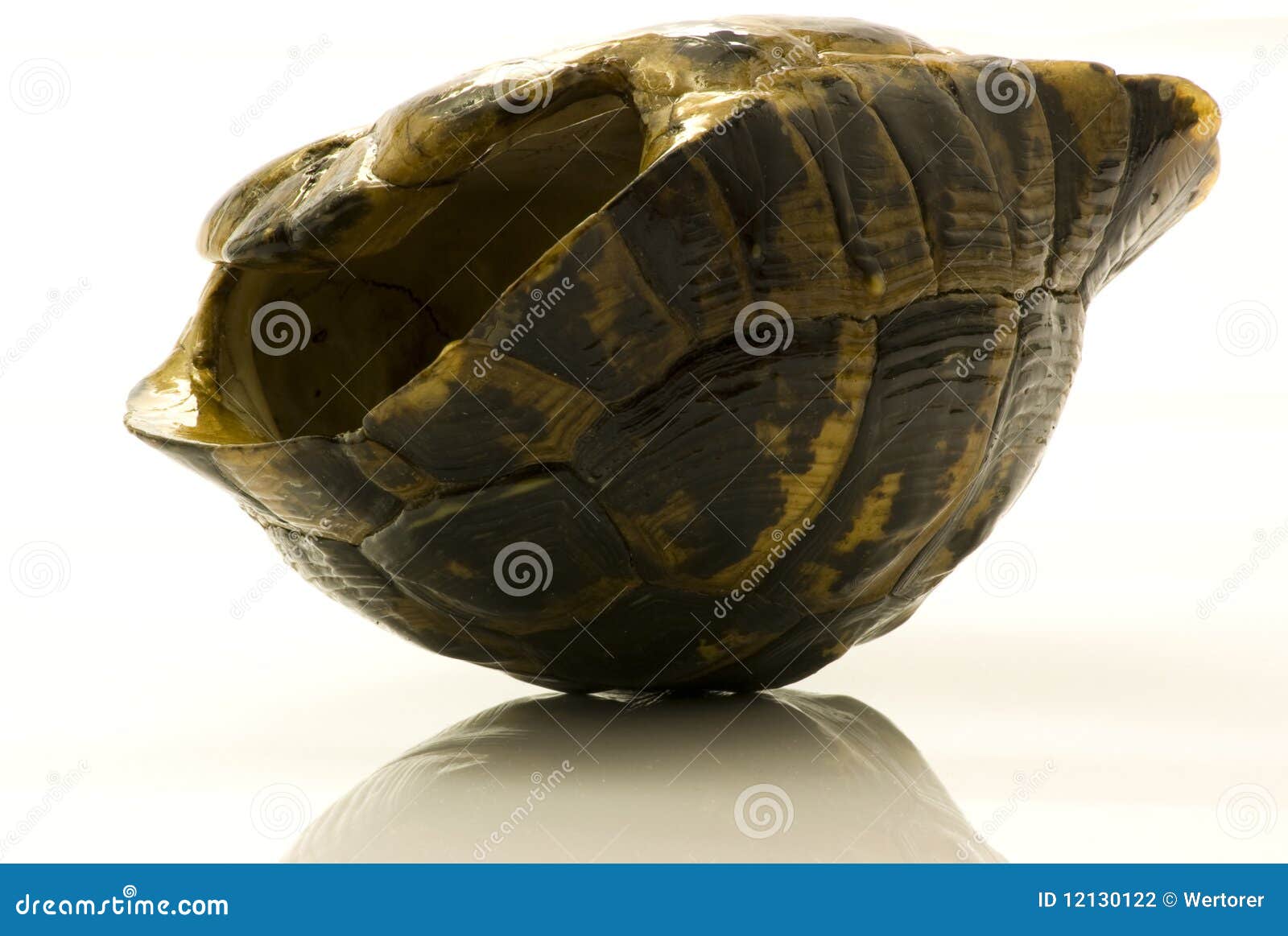 Empty Turtle Shell Turned Upside Down Stock Photo - Image of wildlife ...