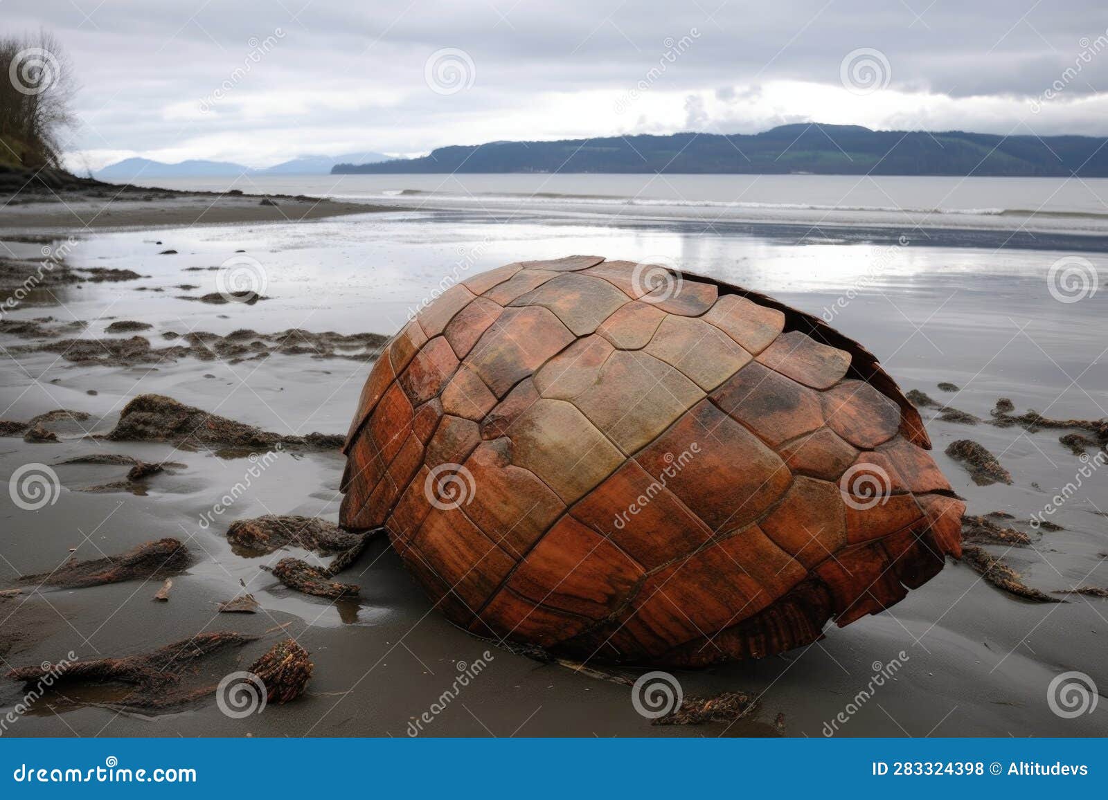 An Empty Turtle Shell Washed Up on a Tsunami-hit Beach Stock ...