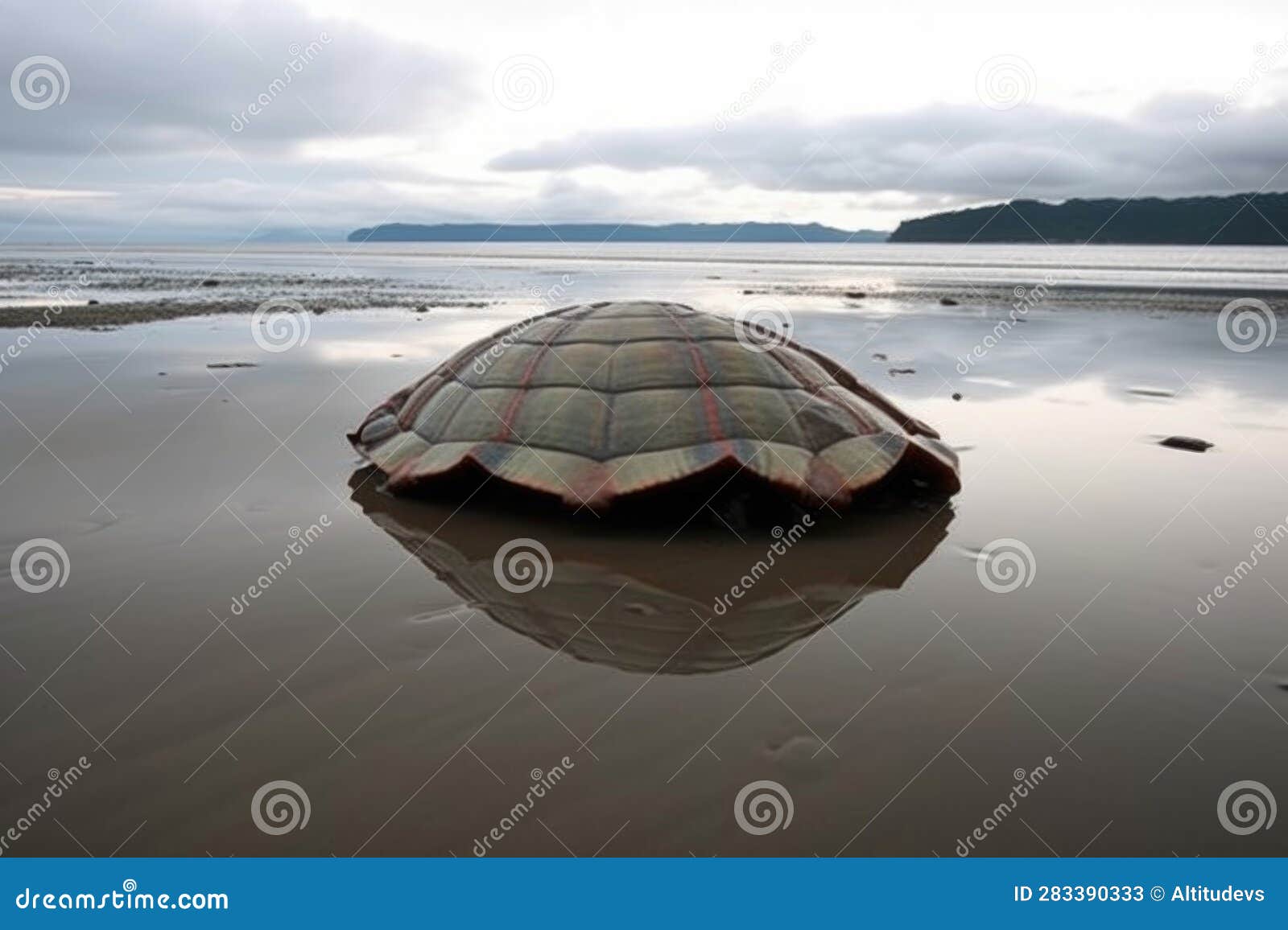 An Empty Turtle Shell Washed Up on a Tsunami-hit Beach Stock ...