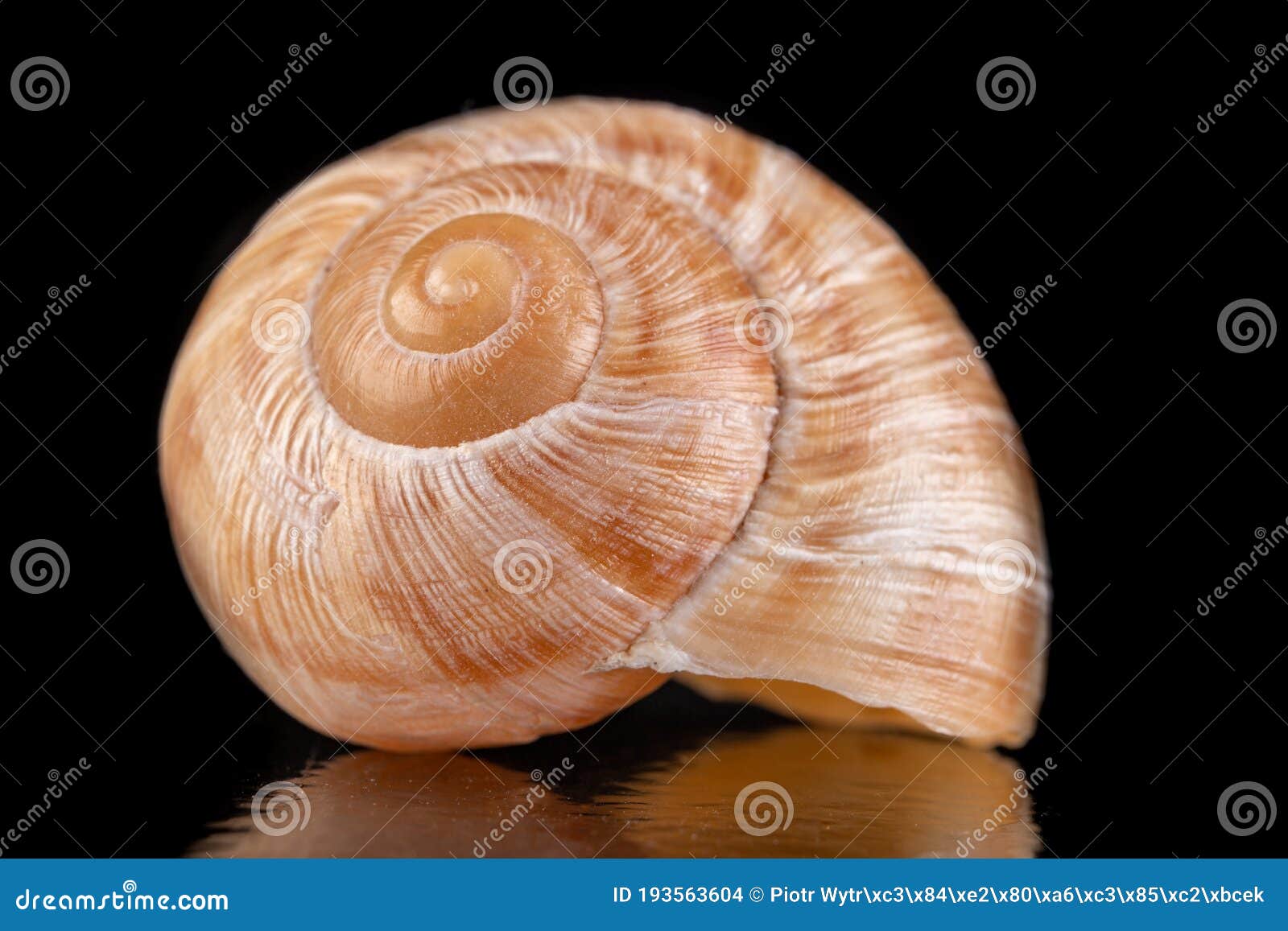 Empty Vine Snail Shell. the Shell Protects the Swordfish from the ...
