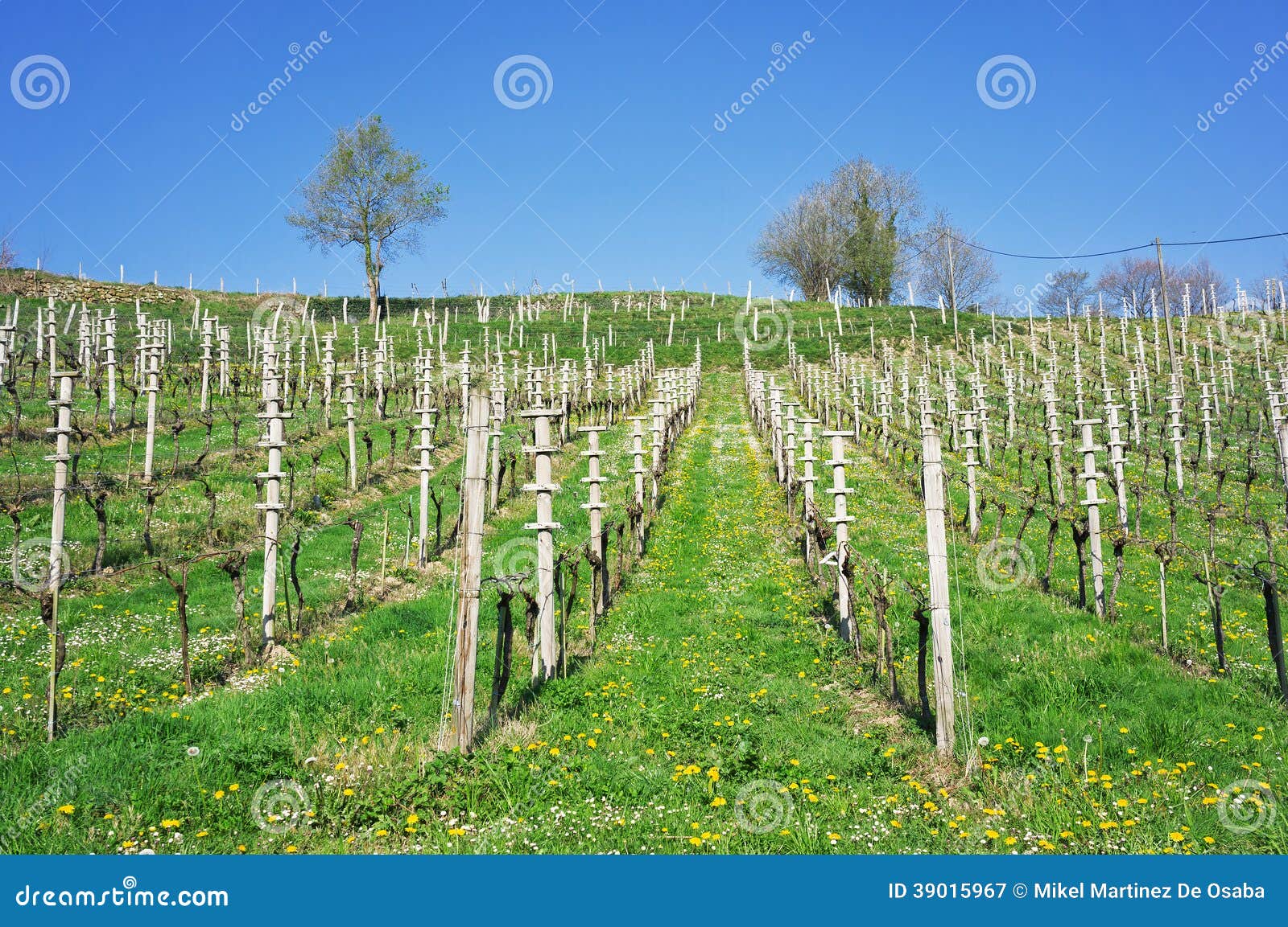 Empty vineyard with posts stock image. Image of empty - 39015967