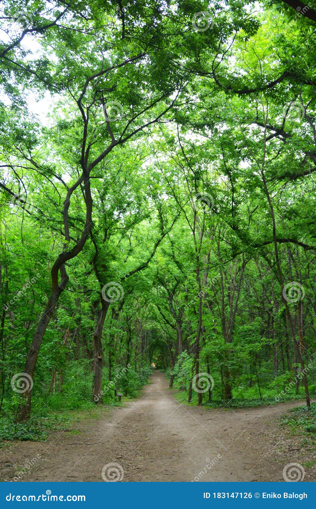 Empty walking path stock photo. Image of path, fresh - 183147126