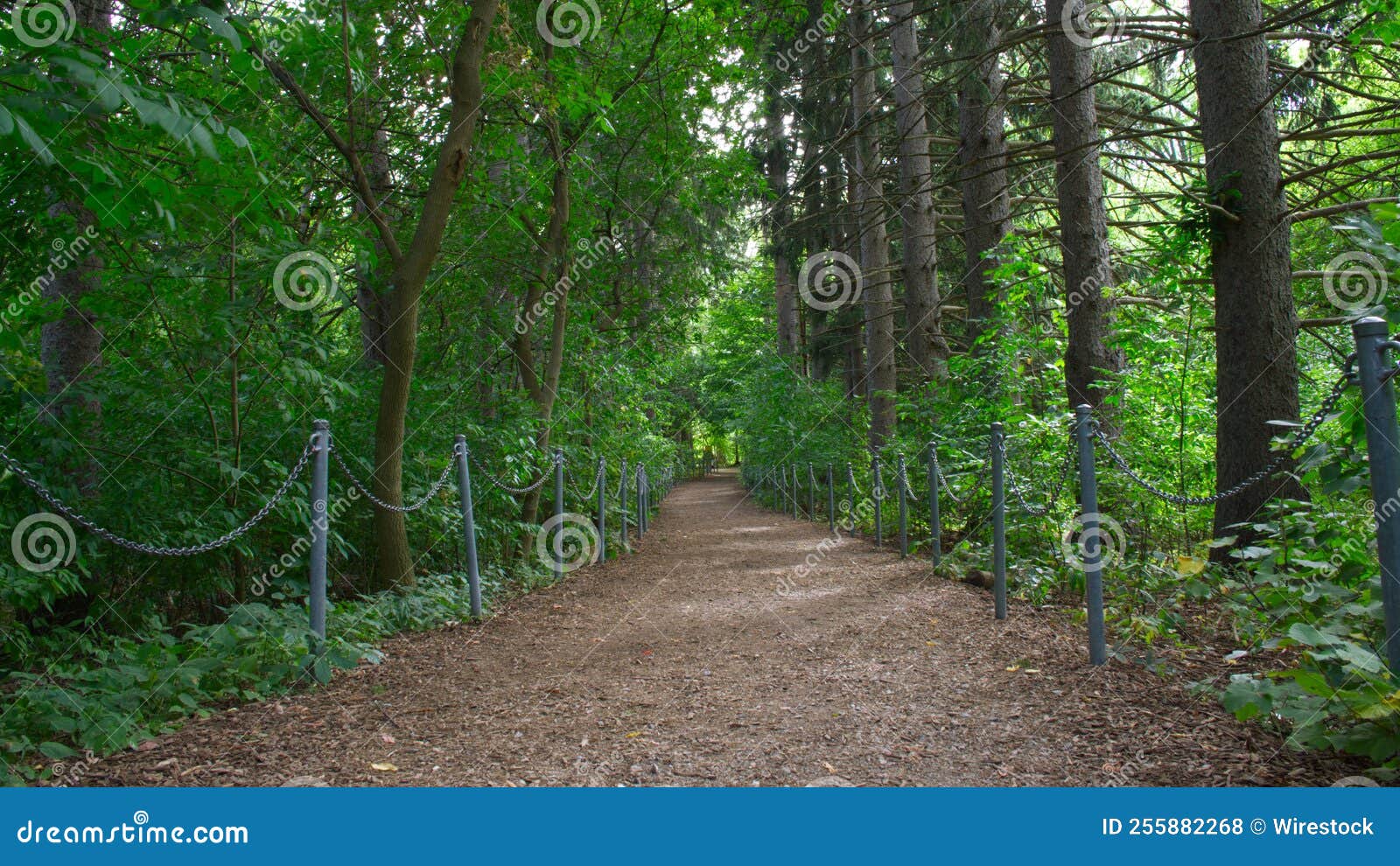 Empty Walking Path in the Woods Stock Photo - Image of foliage ...