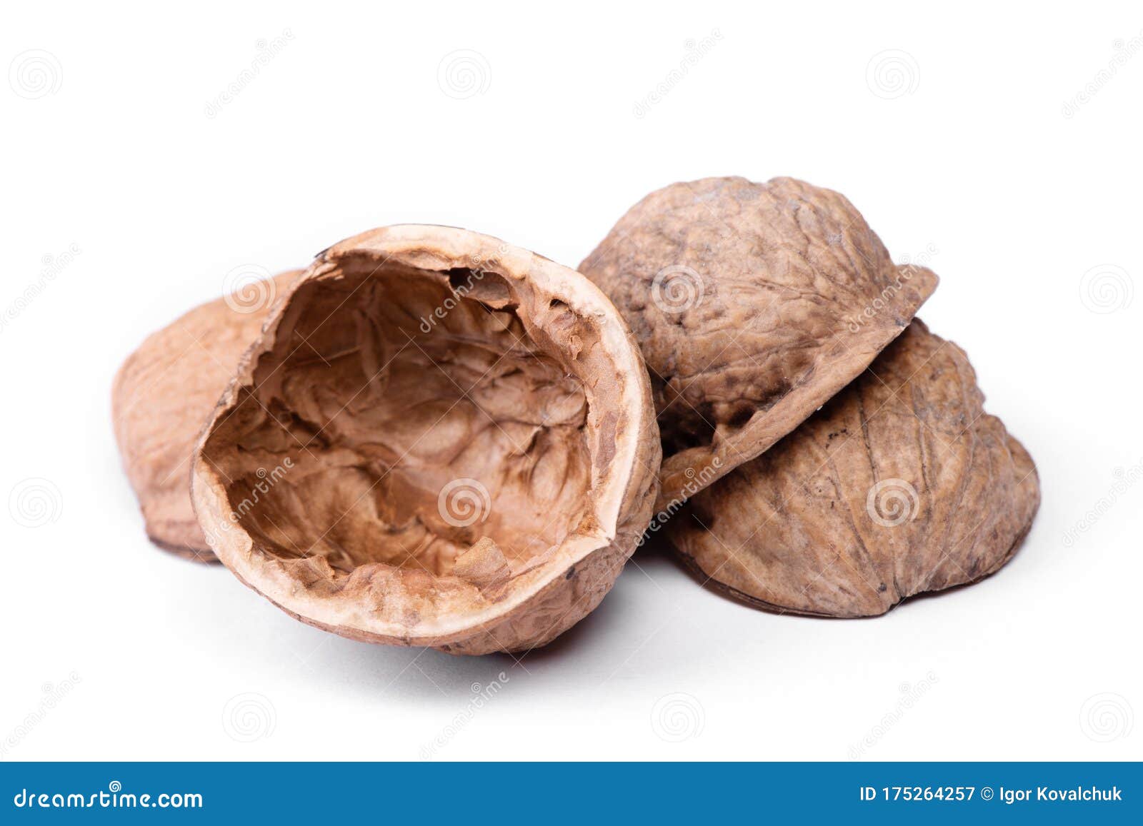 Empty walnut shells stock image. Image of empty, food - 175264257