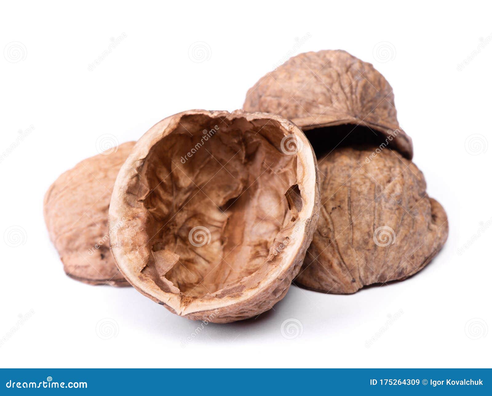 Empty walnut shells stock image. Image of peeling, cracked - 175264309