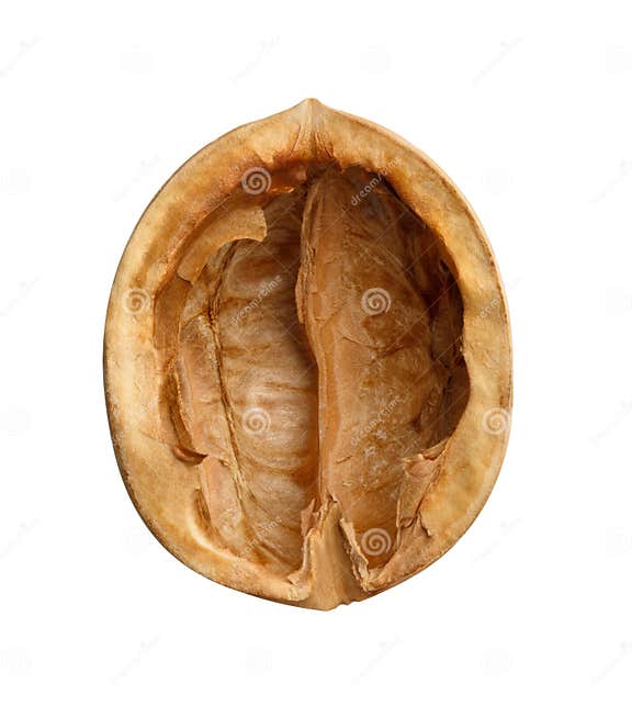 Empty Walnut Shells Isolated on White Background Stock Image - Image of ...
