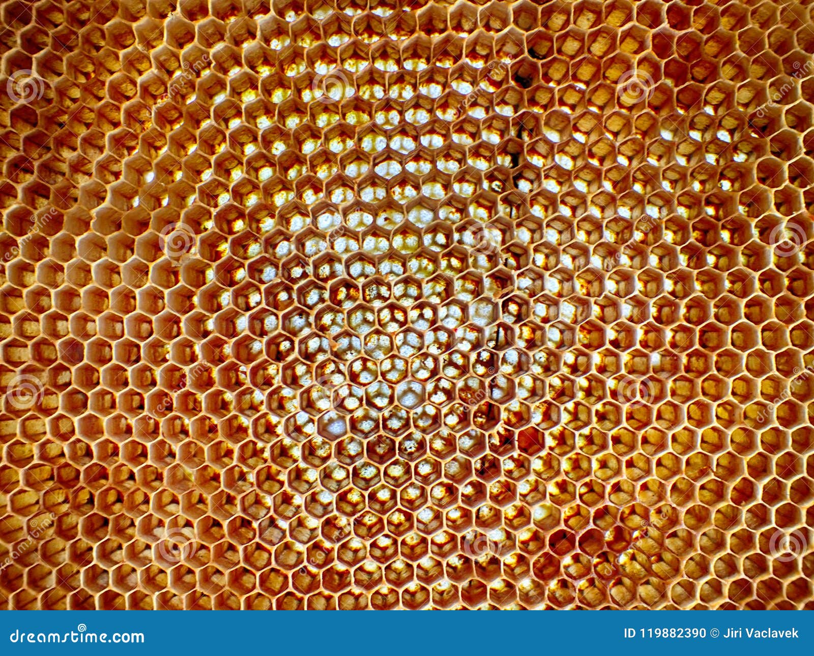 19,082 Bee Texture Photos - Free & Royalty-Free Stock Photos from ...