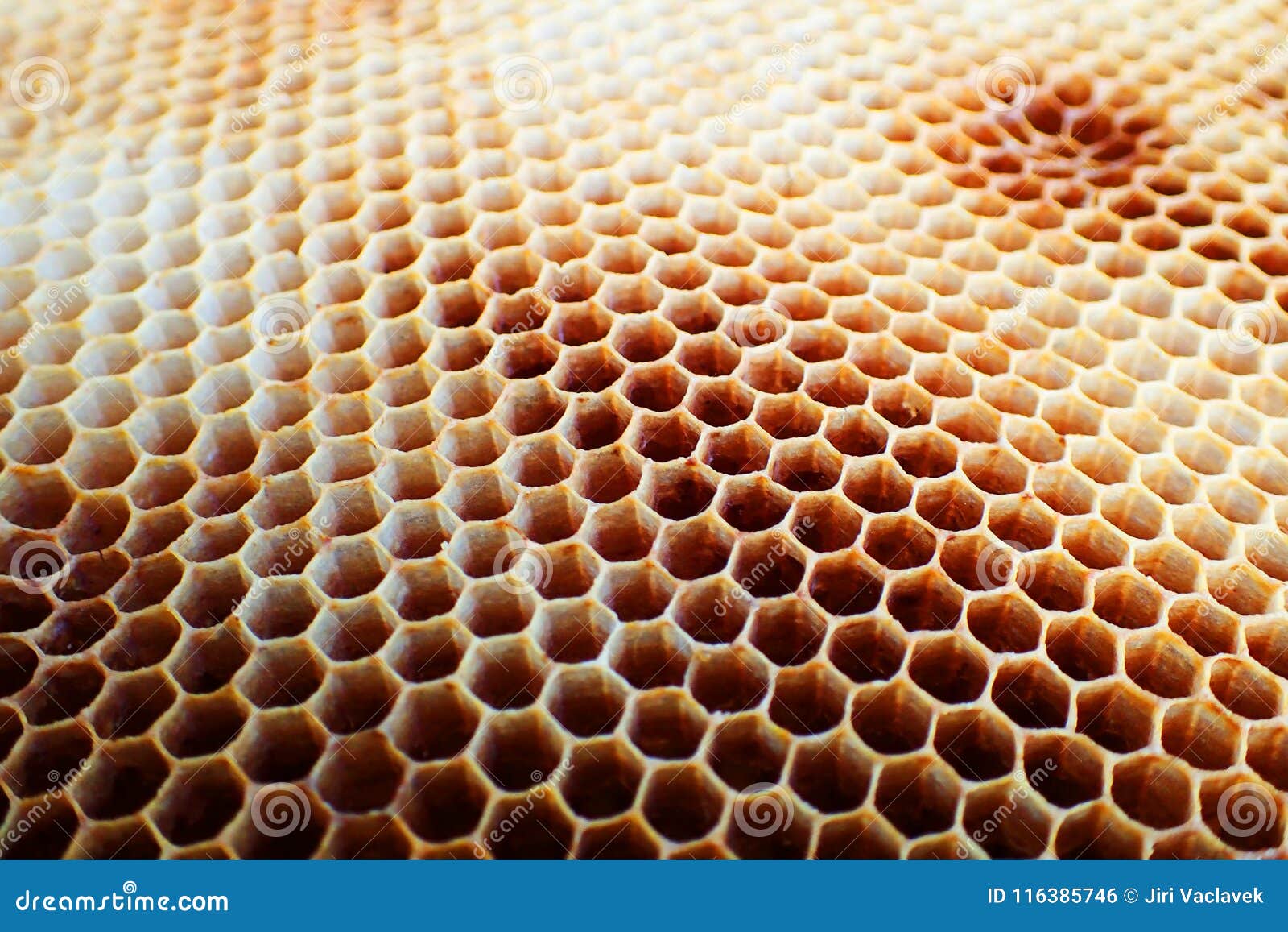 Empty wax bee texture stock photo. Image of hive, cells - 116385746