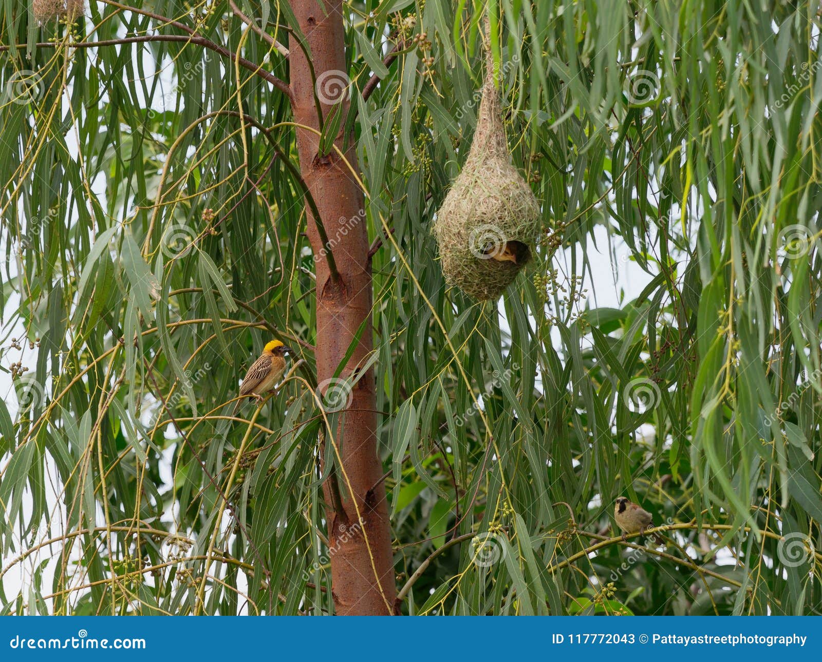 Empty Weaver Bird Nest on Banana Tree in Outdoor Farm Stock Image ... Empty Weaver Bird Nest on Banana Tree in Outdoor Farm Stock Image ...