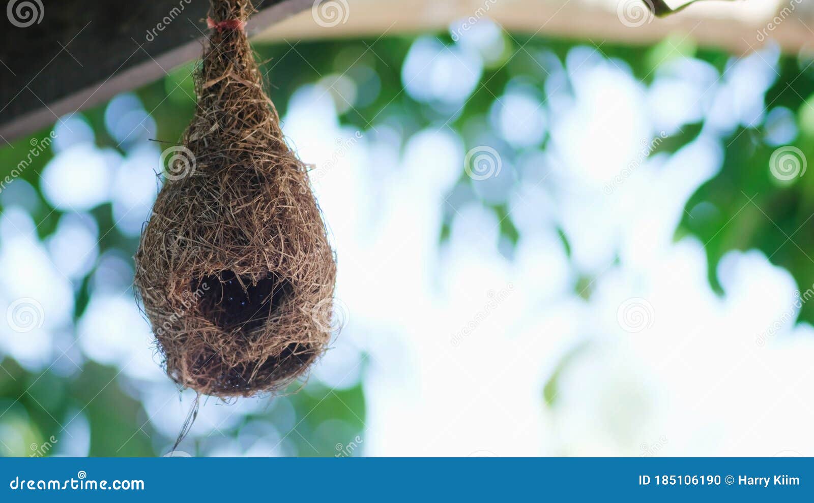 Empty Weaver Bird Nest with Blurred Bokeh Green Leaves Tree Background ... Empty Weaver Bird Nest with Blurred Bokeh Green Leaves Tree Background ...