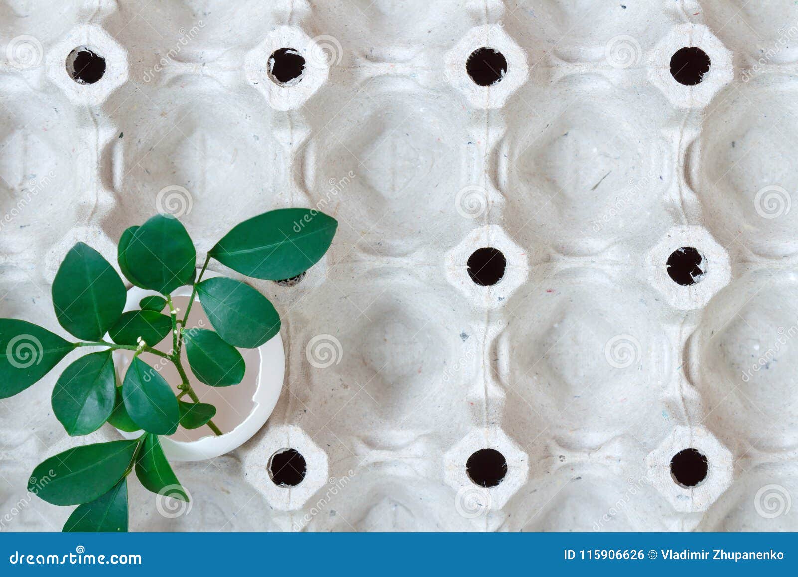 Empty White Chicken Egg Shell with Green Leaves in Empty Paper Tray ...