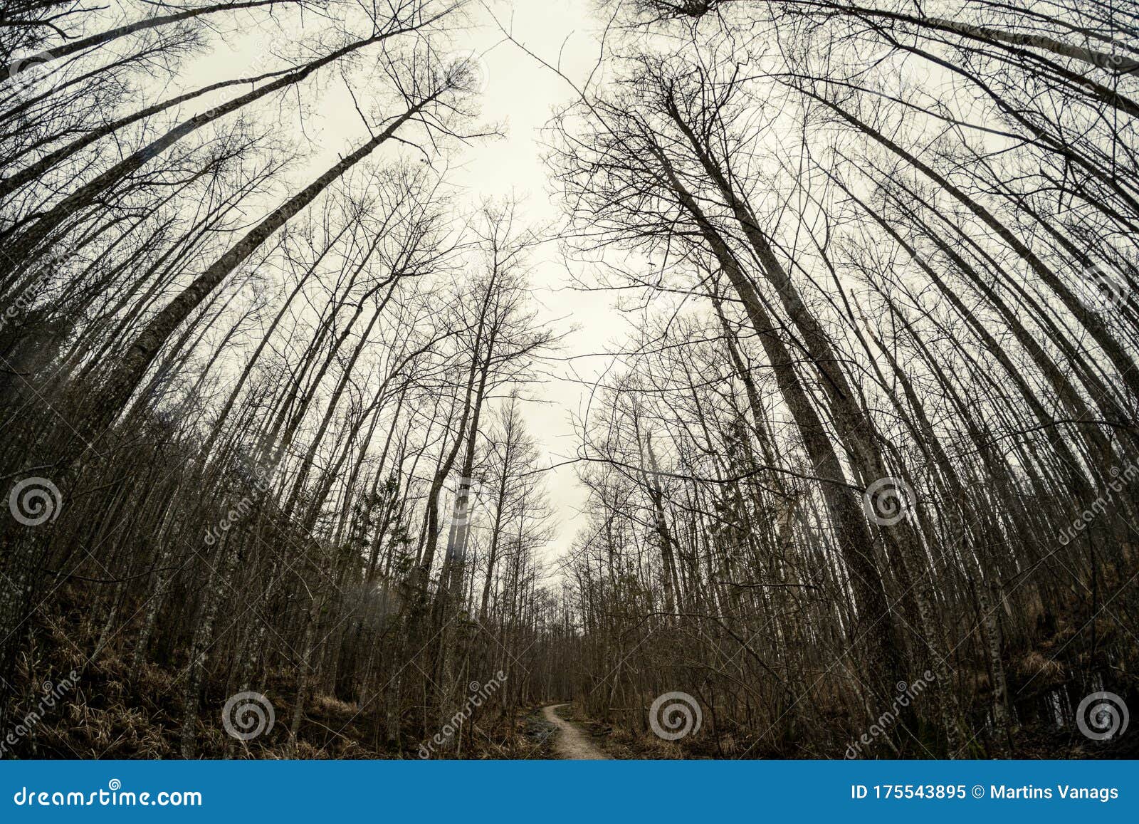 Empty Winter Forest in Winter with No Snow and No Tree Leaves. Park ...