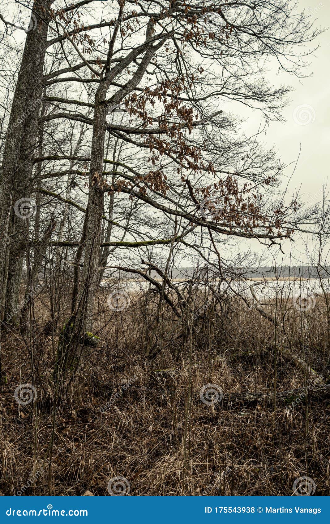 Empty Winter Forest in Winter with No Snow and No Tree Leaves. Park ...