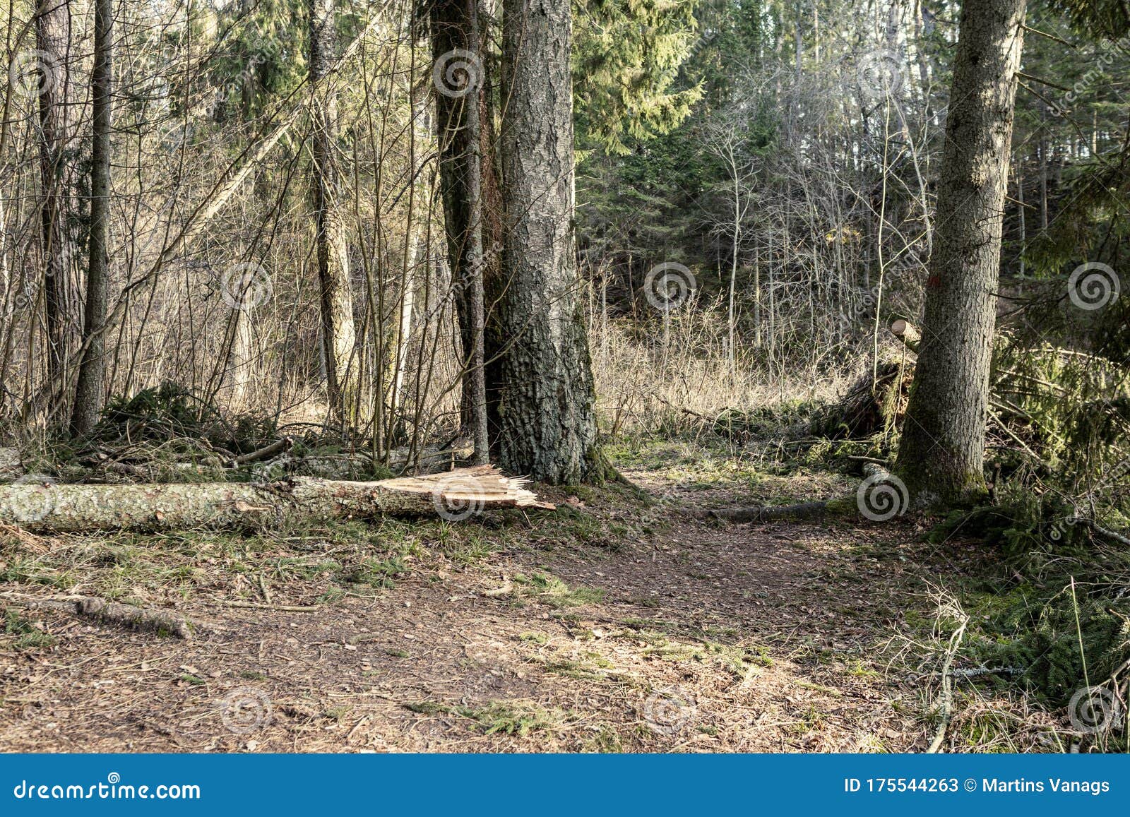 Empty Winter Forest in Winter with No Snow and No Tree Leaves. Park ...