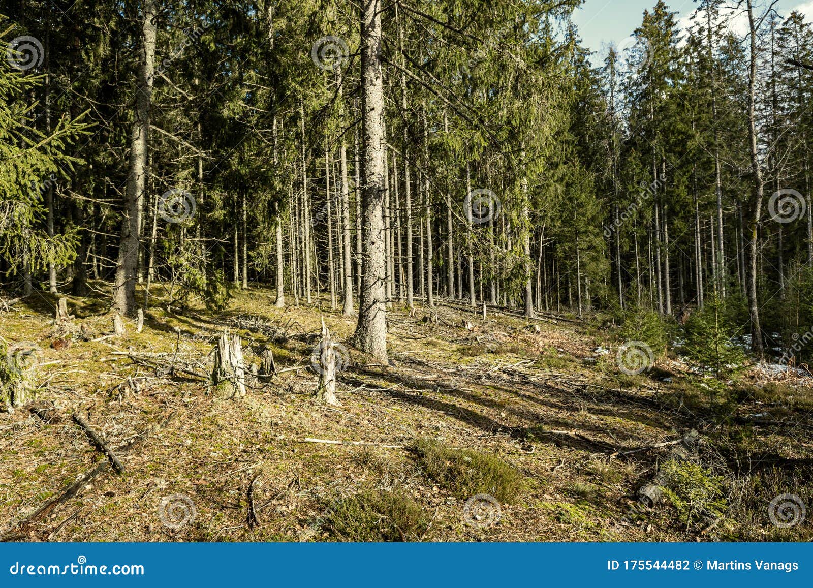 Empty Winter Forest in Winter with No Snow and No Tree Leaves. Park ...