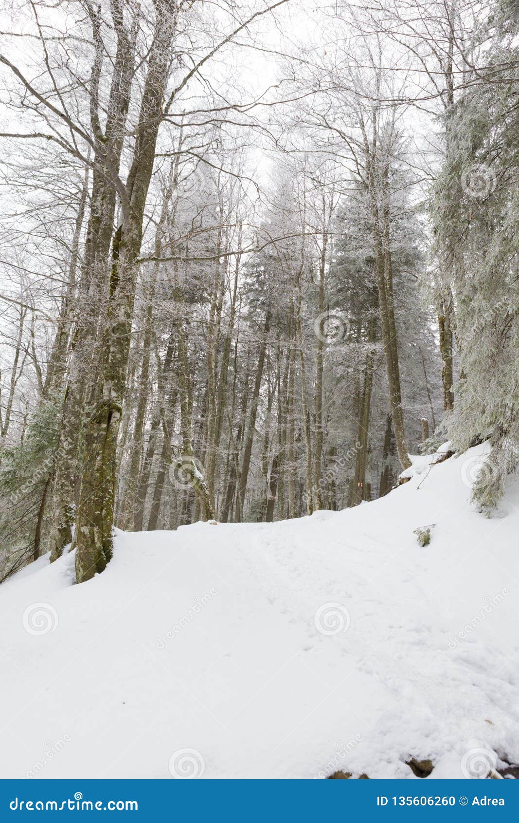 Empty Winter Mountain Forest Path Stock Photo - Image of tree ...