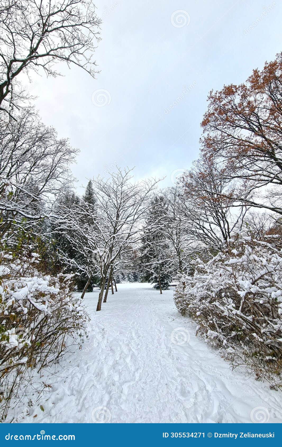 Empty Winter Road in Park for Walking. Stock Image - Image of season ...